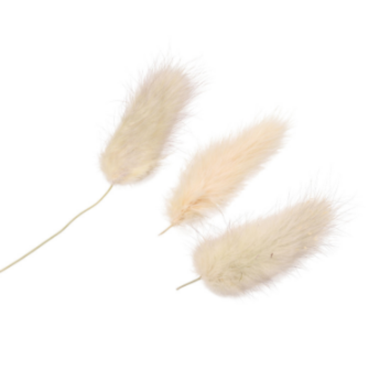 Rabbit Tail Petal - Plumepas Products